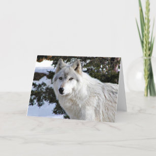 Wolf Cards | Zazzle