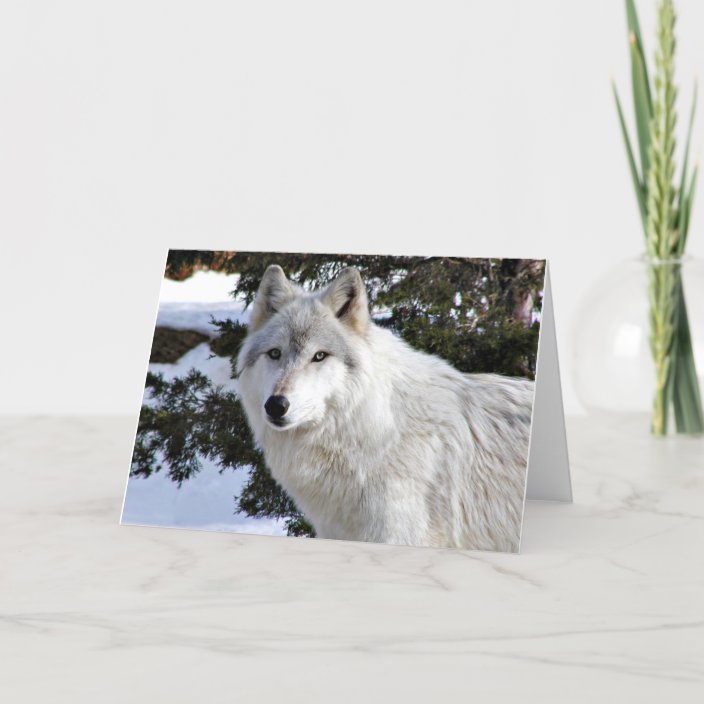 wolf card | Zazzle.com
