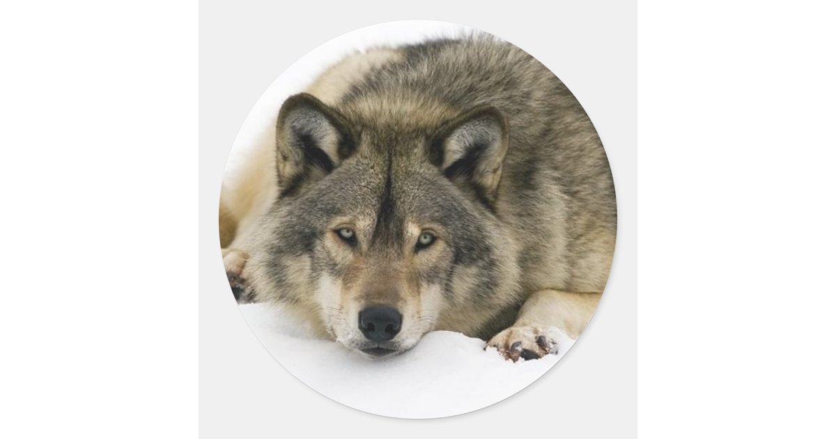 Wolf Classic Round Sticker | Zazzle