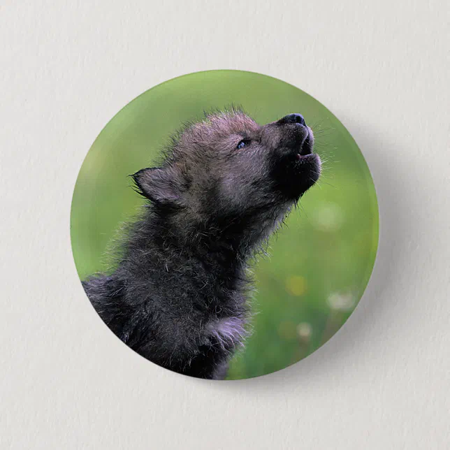 Wolf Cub Howling Button | Zazzle