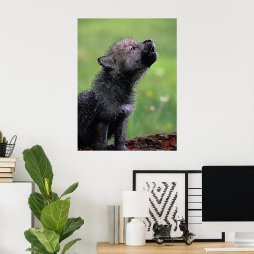 Wolf Cub Howling Poster | Zazzle