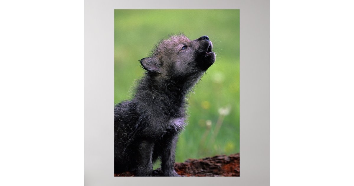 Wolf Cub Howling Poster | Zazzle