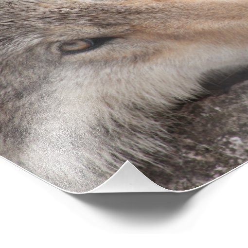 Wolf Eyes - Timber Wolf Photo Print | Zazzle