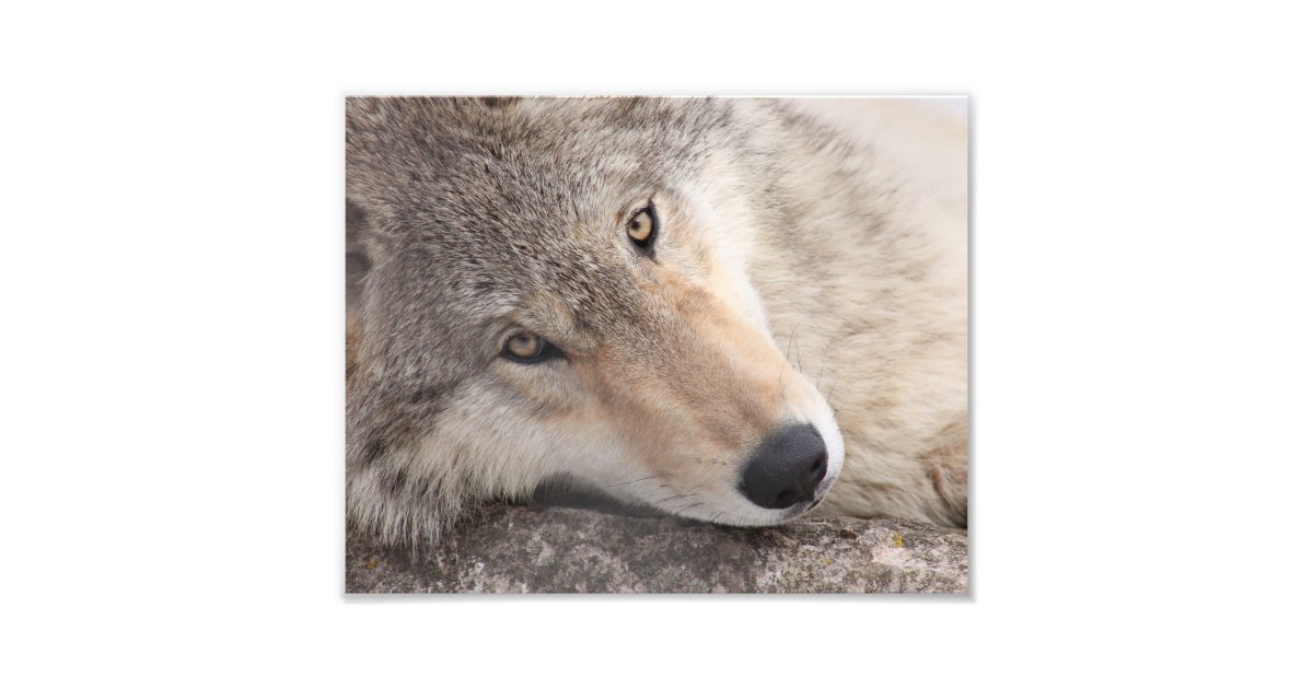 Wolf Eyes - Timber Wolf Photo Print | Zazzle