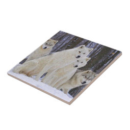 Wolf Family Ceramic Tile | Zazzle