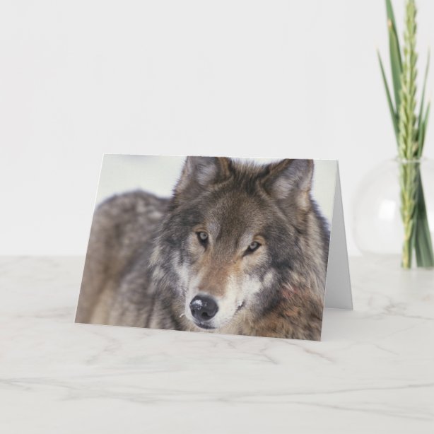 Wolf Cards | Zazzle