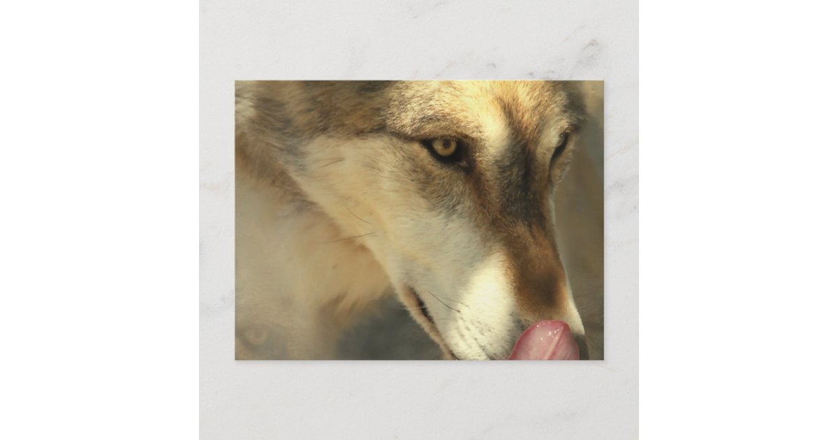 Wolf Lunch Postcard | Zazzle