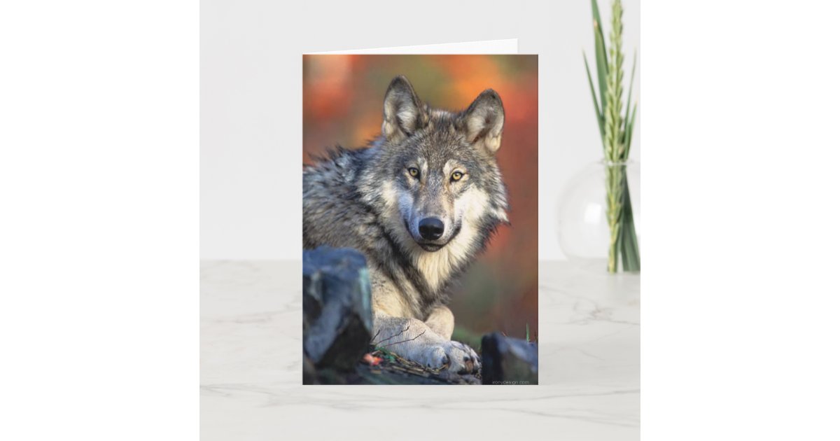 Wolf Photograph Card | Zazzle