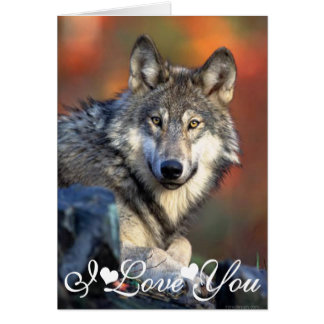 Wolf Valentines Day Cards - Greeting & Photo Cards | Zazzle