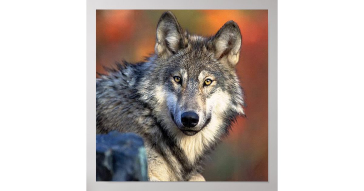 Wolf Photograph Poster | Zazzle