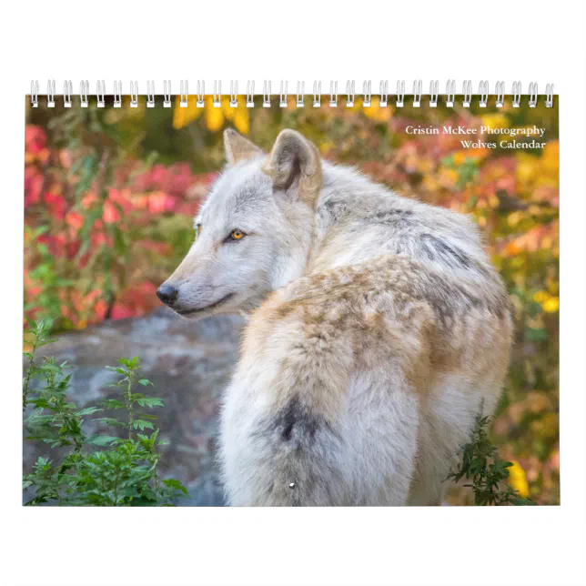 Wolf Photography Calendar | Zazzle