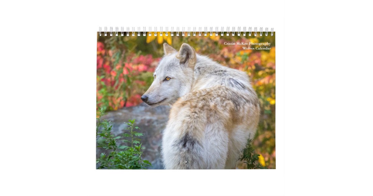 Wolf Photography Calendar | Zazzle
