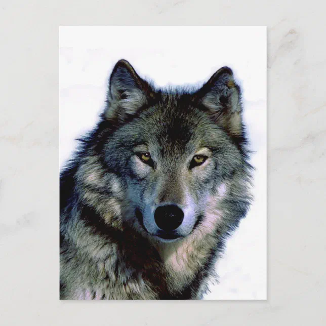 Wolf Portrait Postcard | Zazzle