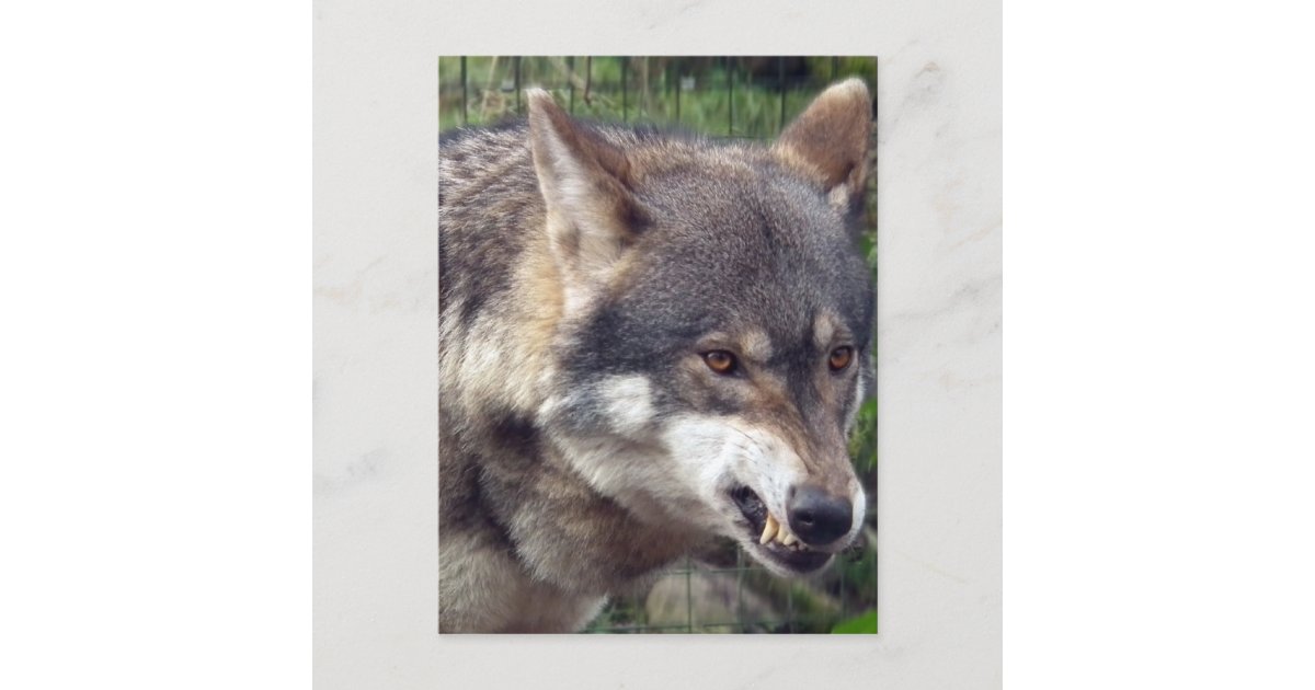 Wolf Postcard | Zazzle