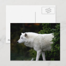 Wolf Postcard | Zazzle
