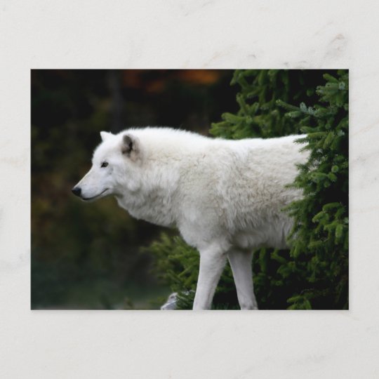 Wolf Postcard | Zazzle.com