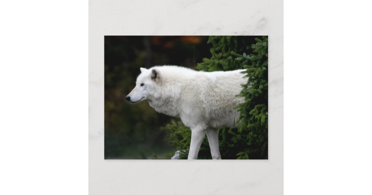Wolf Postcard | Zazzle
