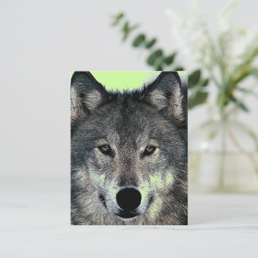 Wolf Postcard | Zazzle
