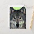 Wolf Postcard | Zazzle