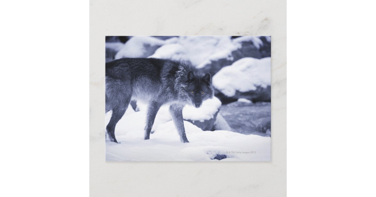 Wolf Postcard | Zazzle