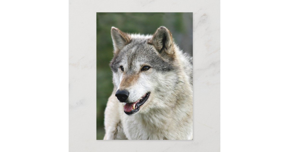Wolf Postcard | Zazzle