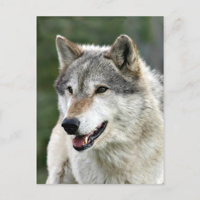 Wolf Postcard | Zazzle