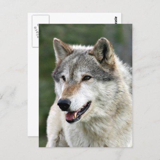 Wolf Postcard | Zazzle