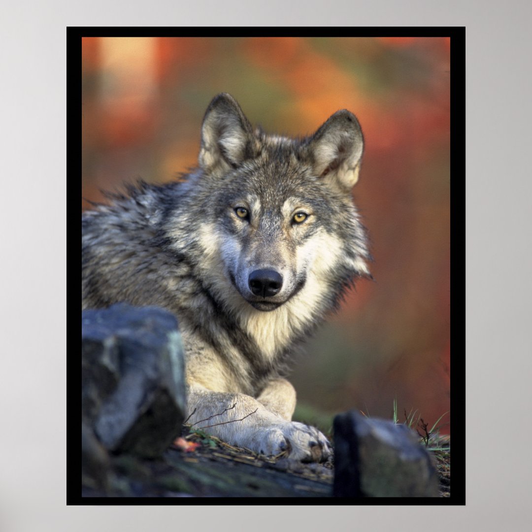 Wolf Poster | Zazzle