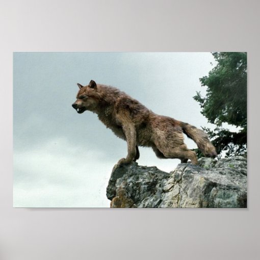 Wolf Poster | Zazzle