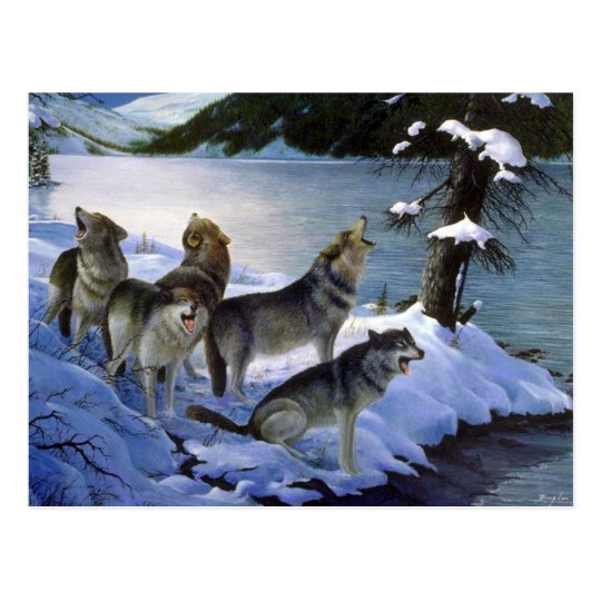 Wolf song, Wolves Postcard | Zazzle.com