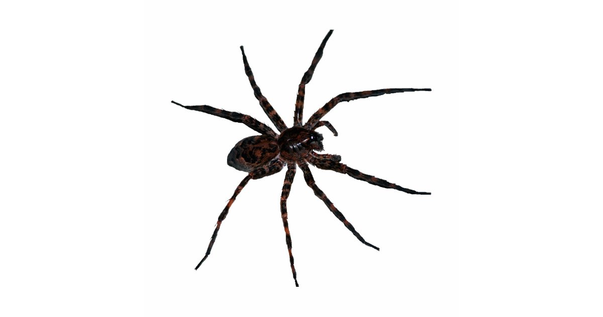 Wolf Spider pin Statuette | Zazzle Wolf Spider pin Statuette | Zazzle