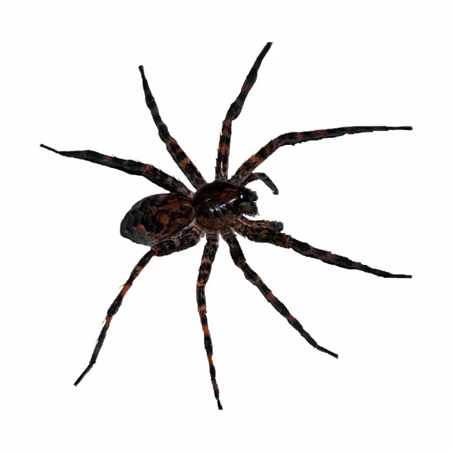 Wolf Spider pin Statuette | Zazzle Wolf Spider pin Statuette | Zazzle