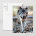 WOLF WALKING POSTCARD | Zazzle