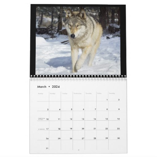 Wolf Wall Calendar | Zazzle