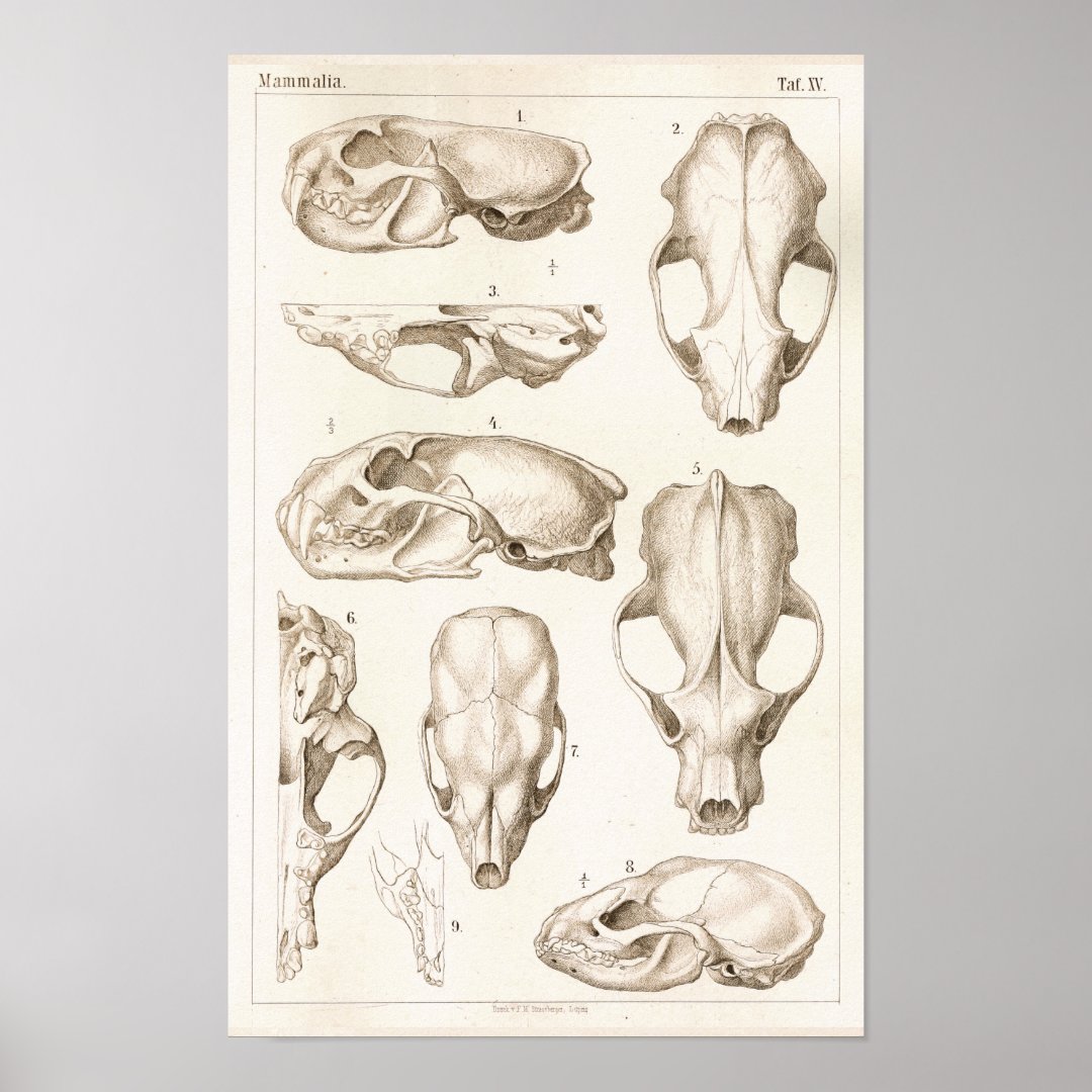Wolverine Skull Veterinary Anatomy Print | Zazzle