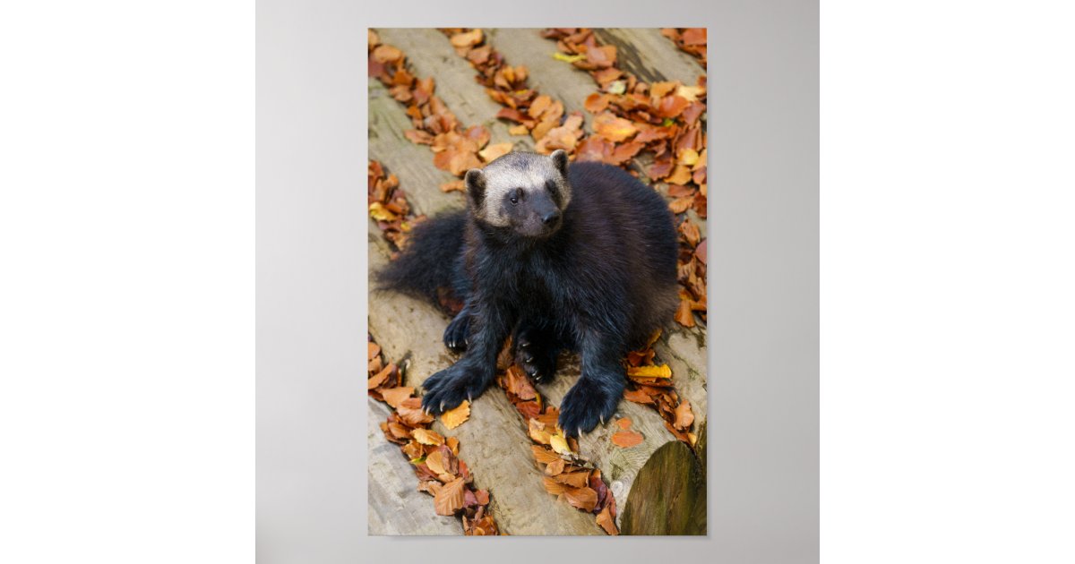 Wolverine With Big Paws Poster | Zazzle