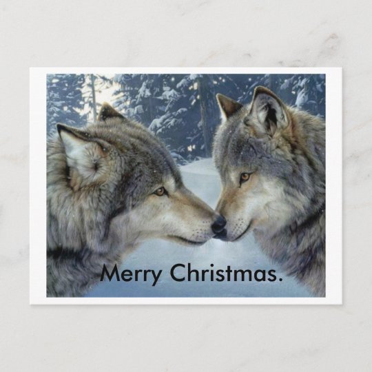 wolves rubbing noses merry Christmas post cards. Holiday Postcard ...