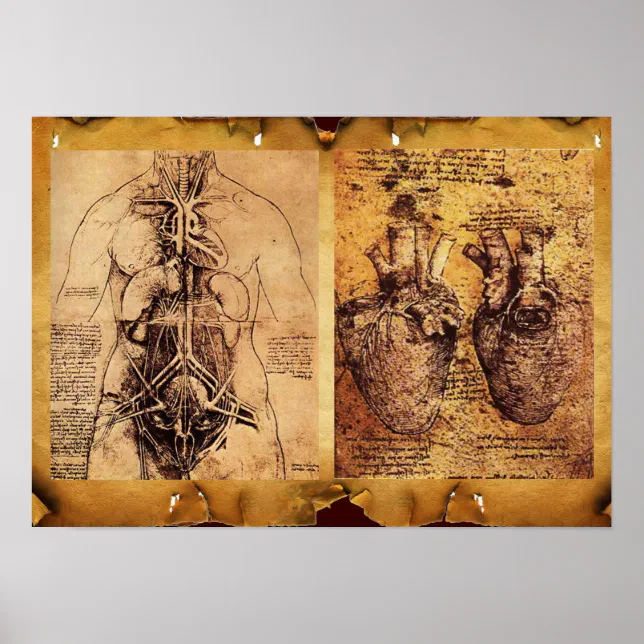 Woman’s Torso / Heart And Its Blood Vessels Poster | Zazzle