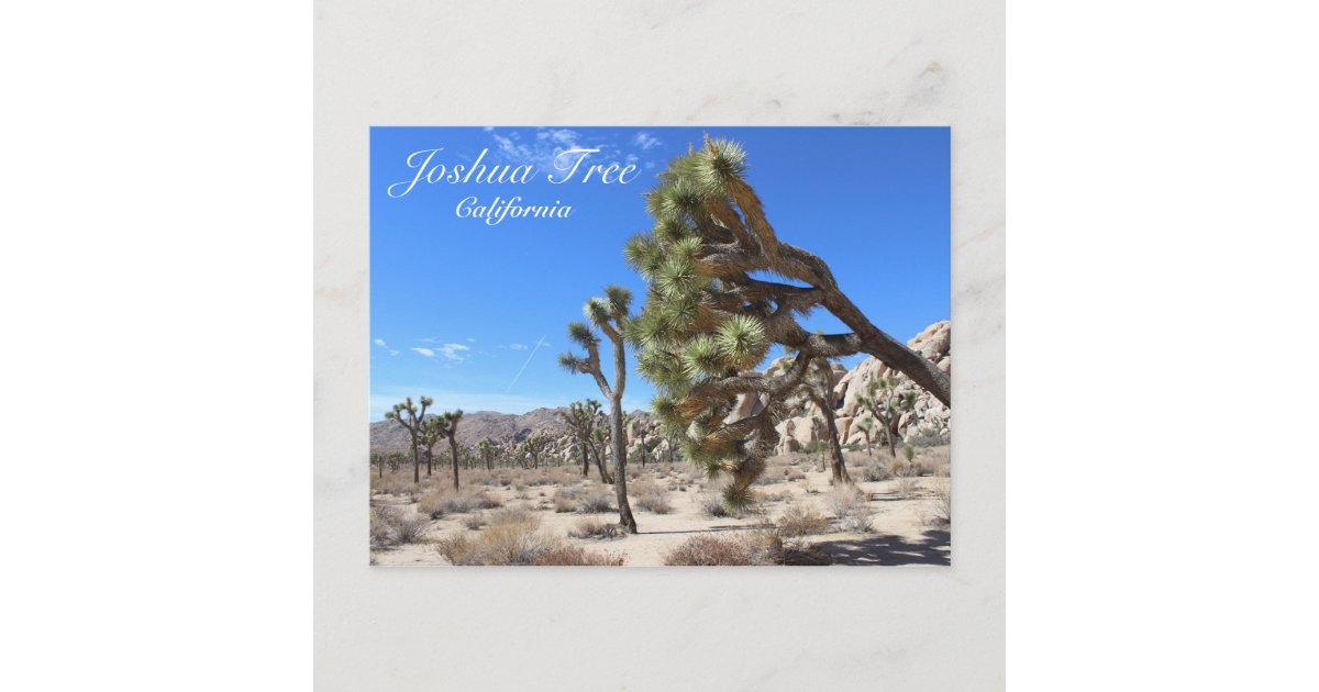Wonderful Joshua Tree Postcard! Postcard | Zazzle