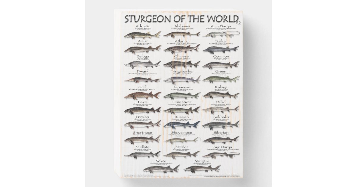 WOOD BOX SIGN -STURGEON OF THE WORLD -FIRST EVER | Zazzle