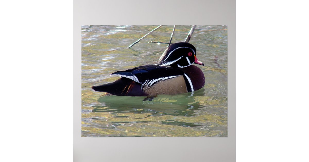 Wood Duck Drake Poster | Zazzle