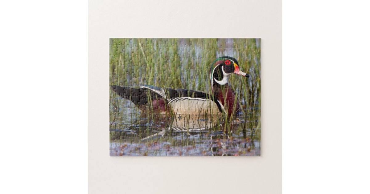 Wood Duck in wetland Jigsaw Puzzle | Zazzle