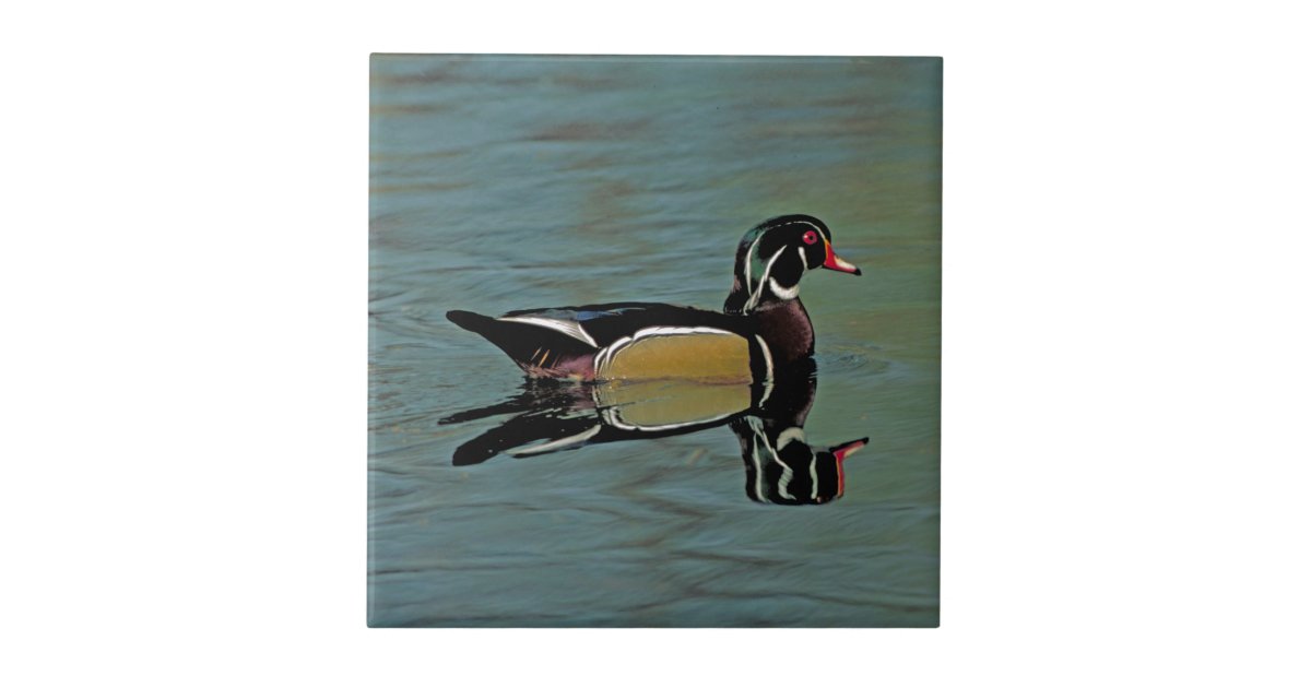 Wood Duck Photo Ceramic Tile | Zazzle