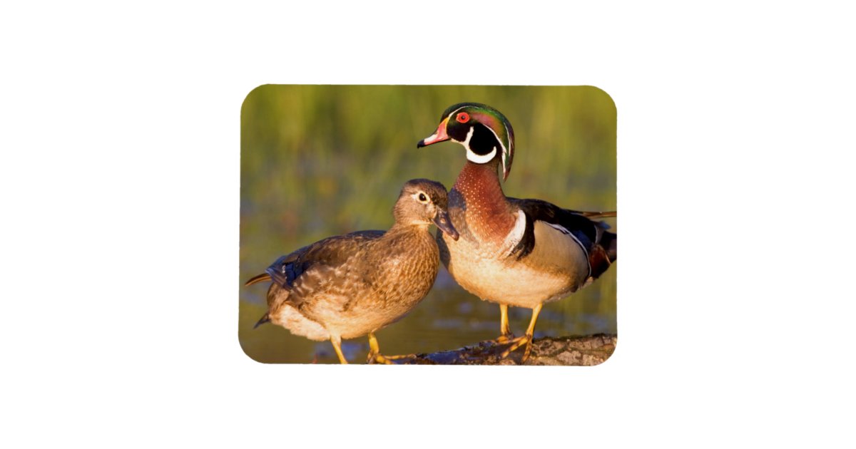 Wood Ducks and female on log in wetland Magnet | Zazzle