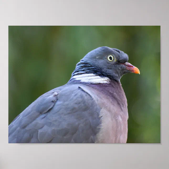 Wood Pigeon Poster | Zazzle