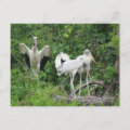 Wood Stork Family Postcard | Zazzle