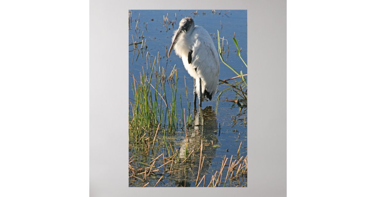 Wood Stork Poster | Zazzle