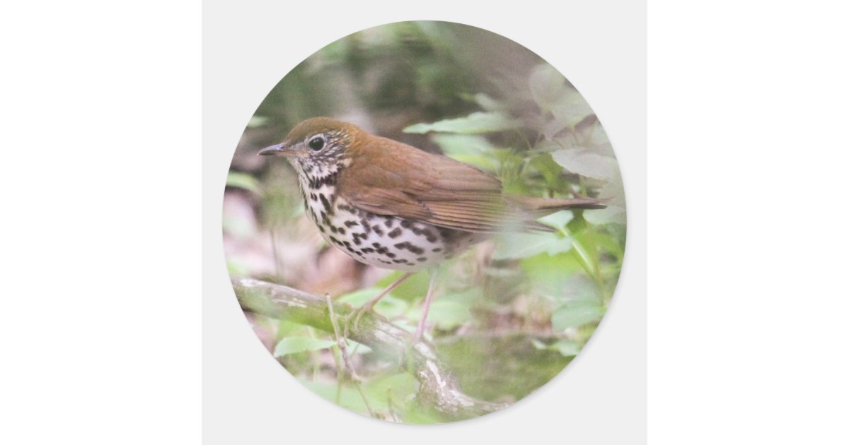 Wood Thrush Classic Round Sticker | Zazzle