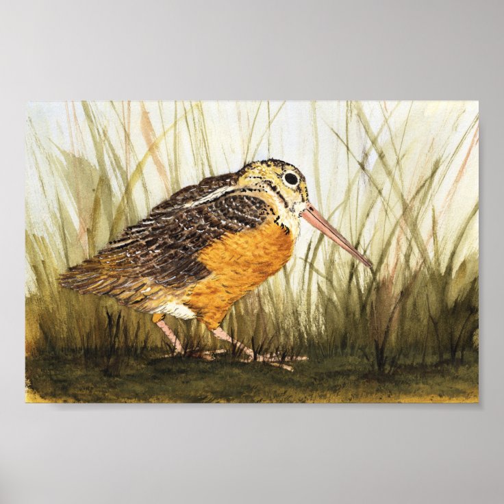 Woodcock (Timberdoodle) Poster | Zazzle