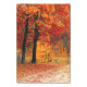 woodland fall trail tissue paper | Zazzle
